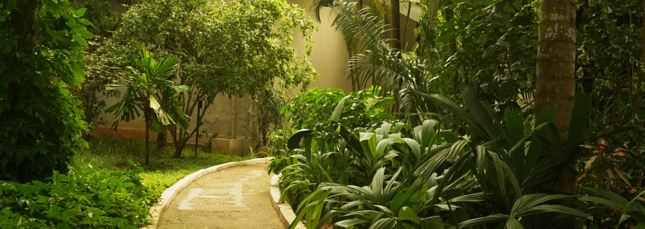 Story • Jungle Paradise